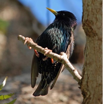 AEPMA Pest profile: Starling