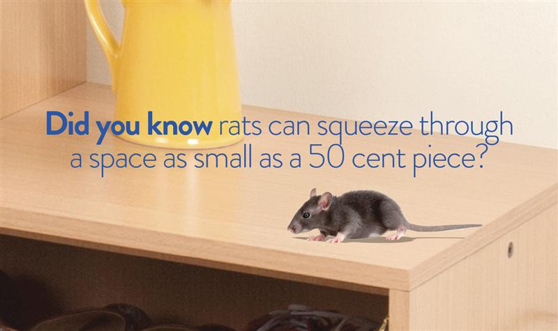 AEPMA Member: Termitrust Pest Control - Brisbane & Victoria