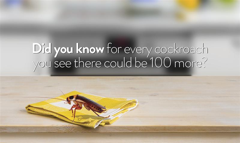 AEPMA Member: Termitrust Pest Control - Brisbane & Victoria